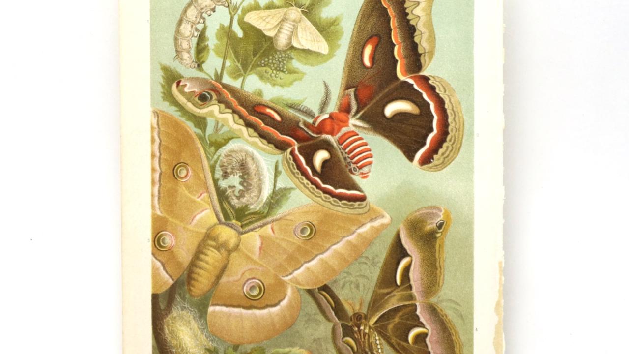 Brockhaus' Konversations-Lexikon Original Print: Seidenspinner Whisky ...